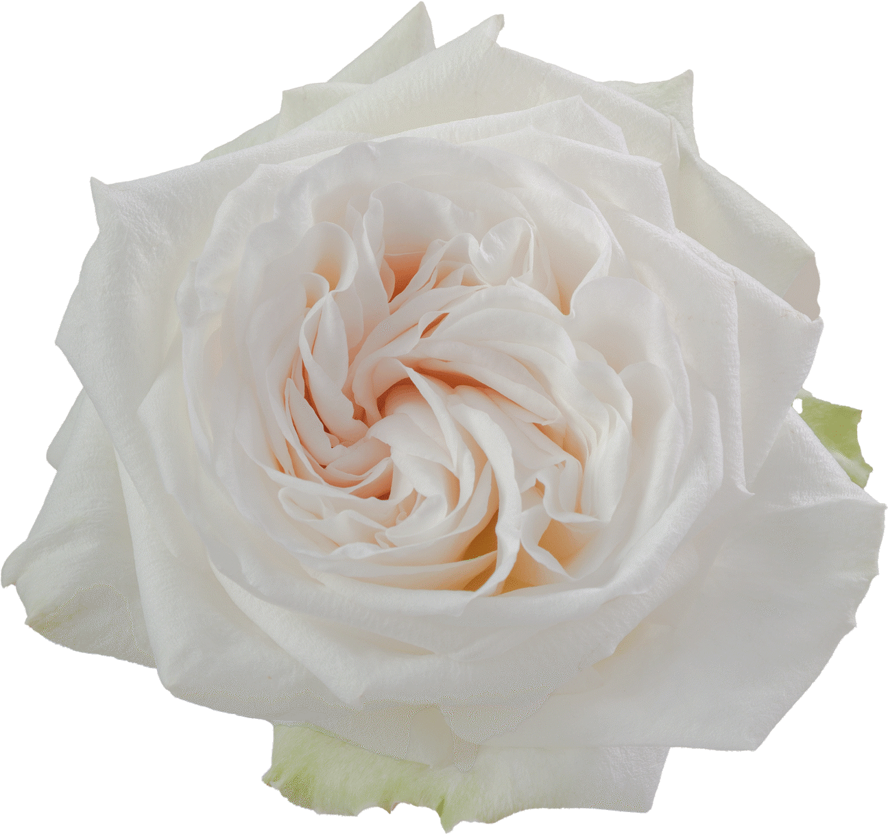 White O’Hara – Afleur Wholesale